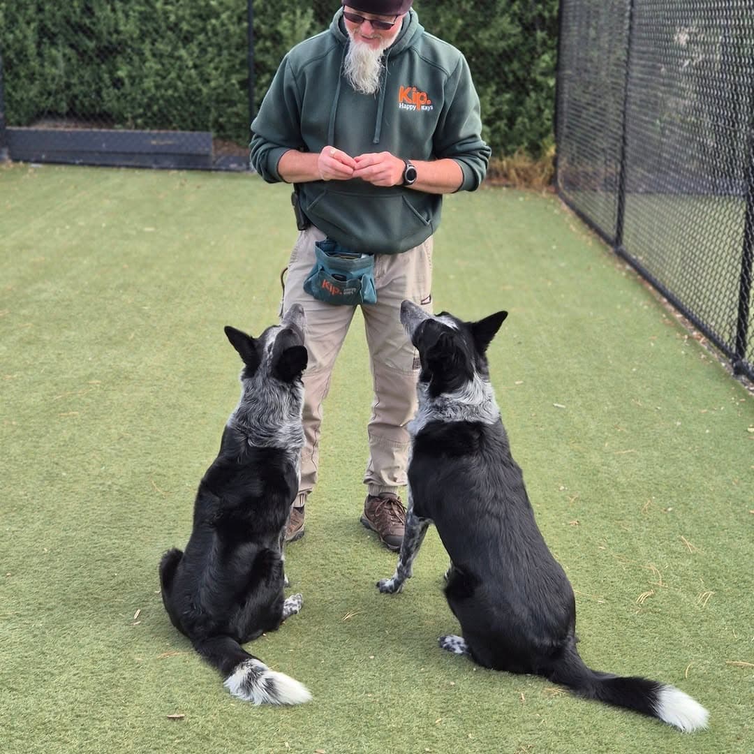 Kip Homestead Yarra Valley: Dog & Cat Boarding, Training, and Pet ...