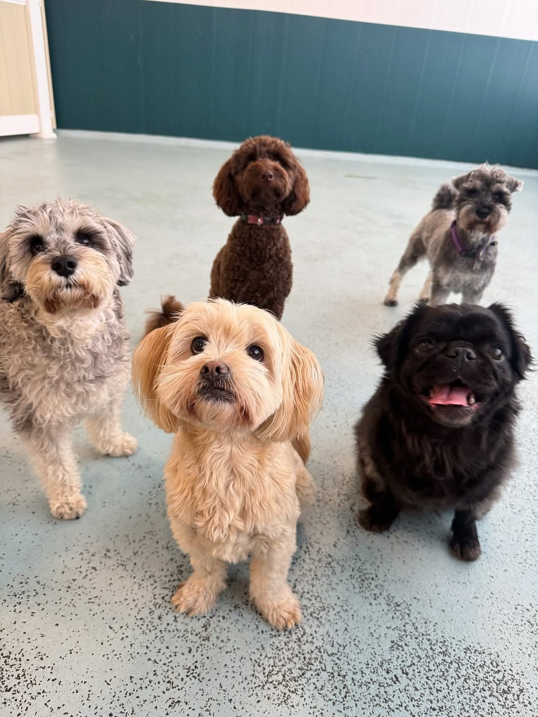 Dog Daycare | Australia's Best Doggy Day Care Centres