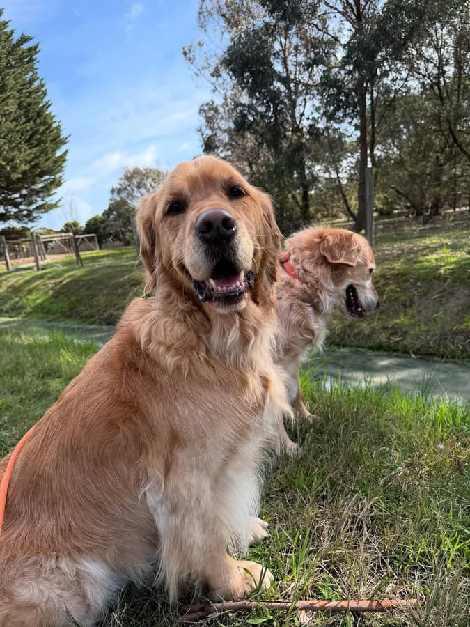 Dog Boarding Melbourne | Quality Pet Care & Services | Kip