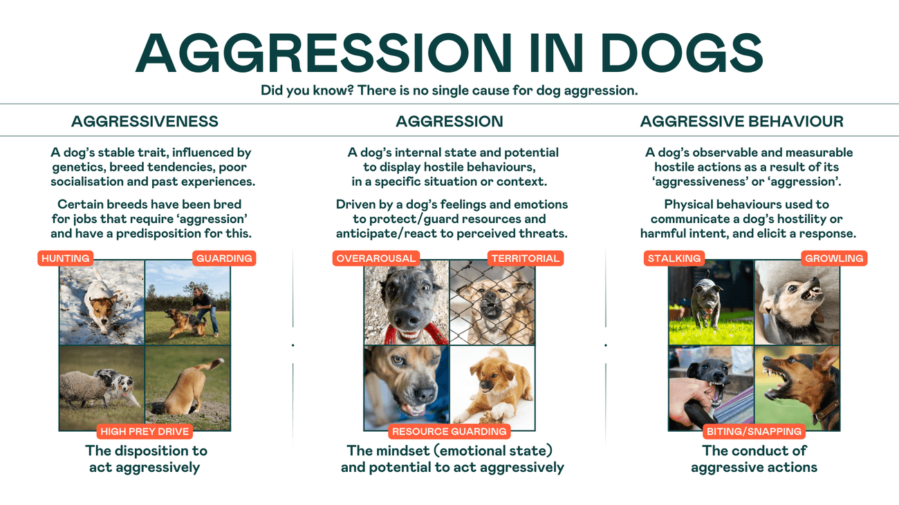 11 Key Signs of Aggression in Dogs | Learn What to Look For