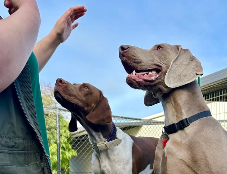 Dog Training | Book Dog & Puppy Behaviour Training Australia