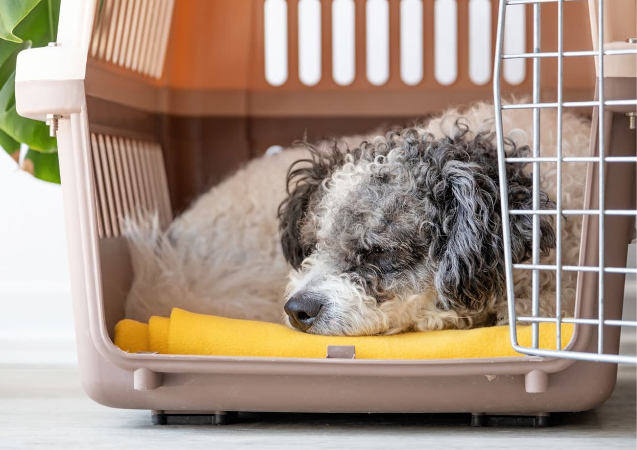 What is Crate Training? Learn Key Benefits & Tips