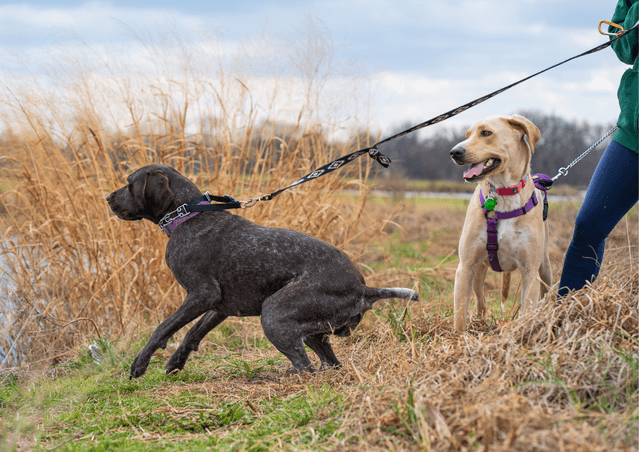 How Do You Stop a Dog Pulling on the Lead? Walks Made Easy
