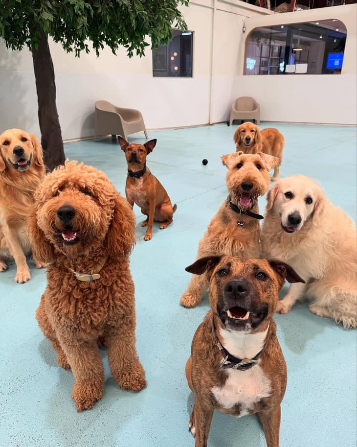 Dog Daycare | Australia's Best Doggy Day Care Centres