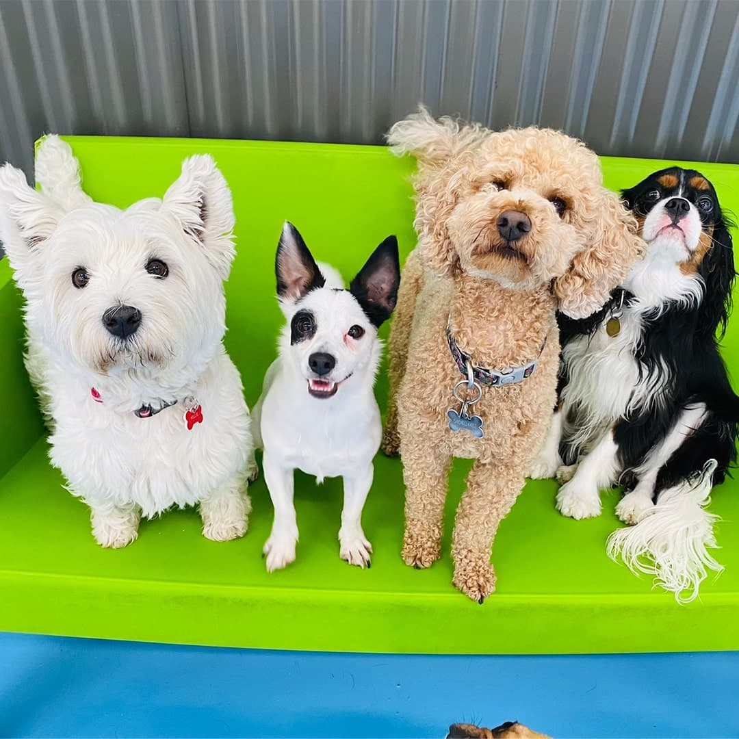 Dog Boarding | Dog Kennels & Sitting | Kip. Happy Stays