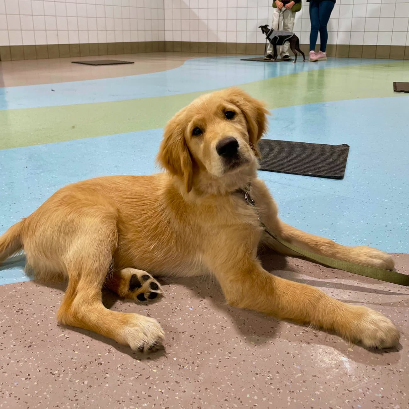Dog Training | Book Dog & Puppy Behaviour Training Australia