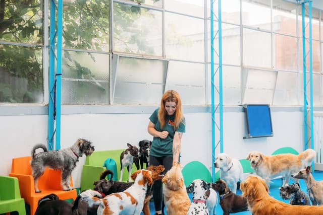 Kip Dog Daycare Services | Safe & Fun Pet Care with Boarding Options
