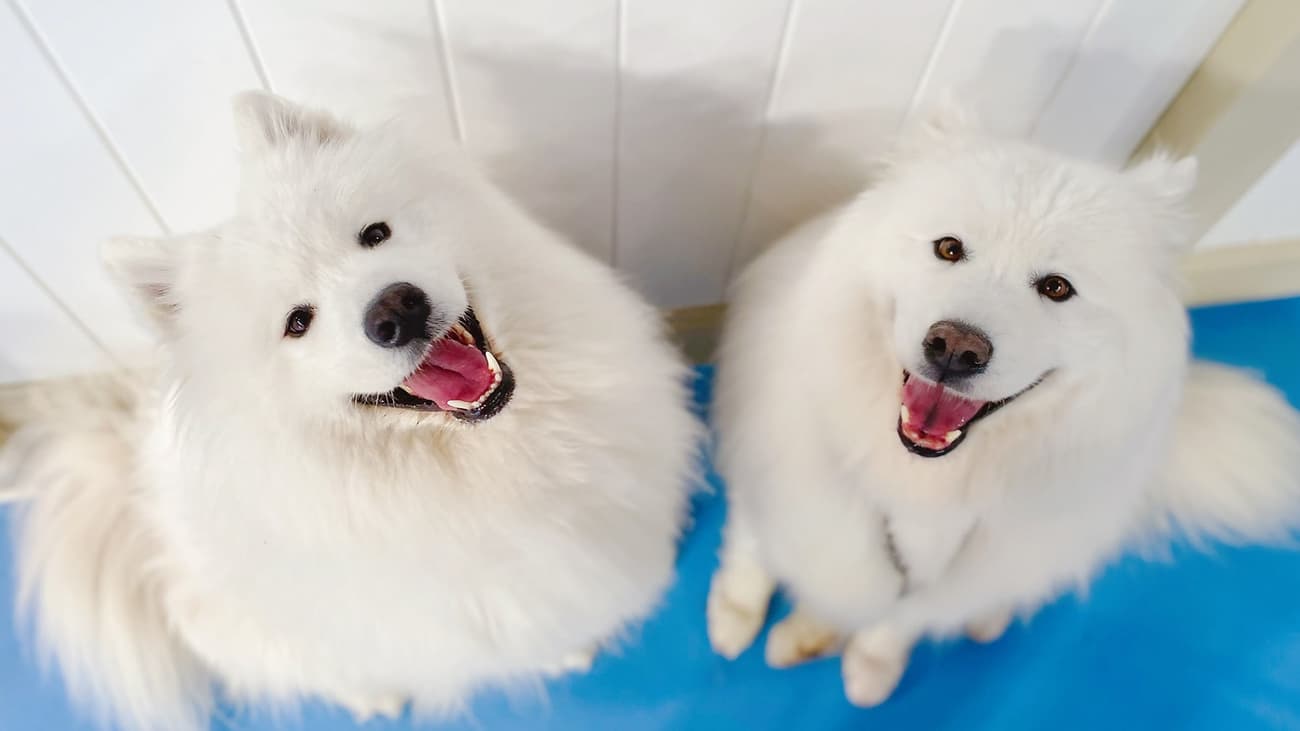 Dog Daycare | Australia's Best Doggy Day Care Centres