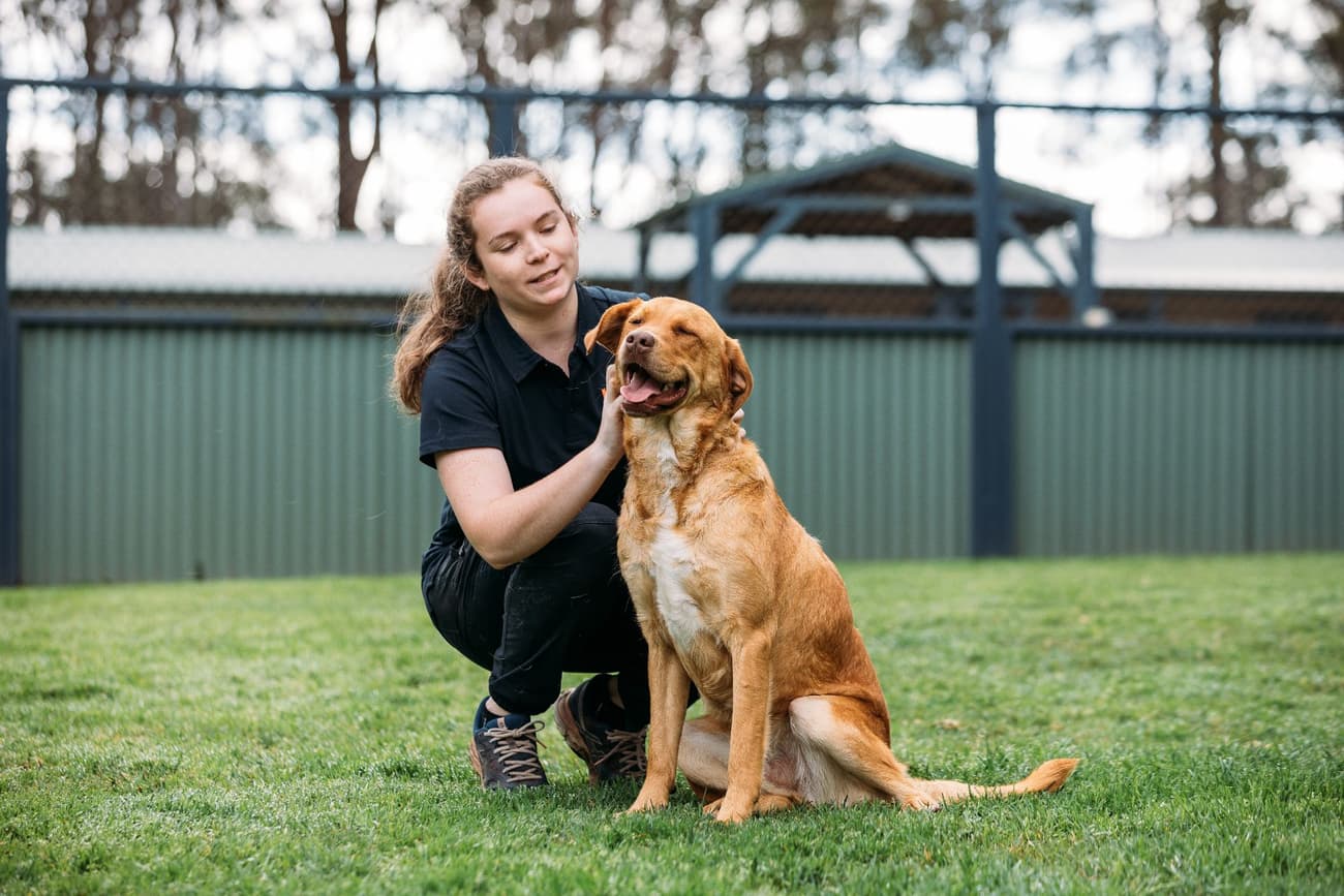 Book Trusted Dog Boarding in Melbourne | Fast & Easy