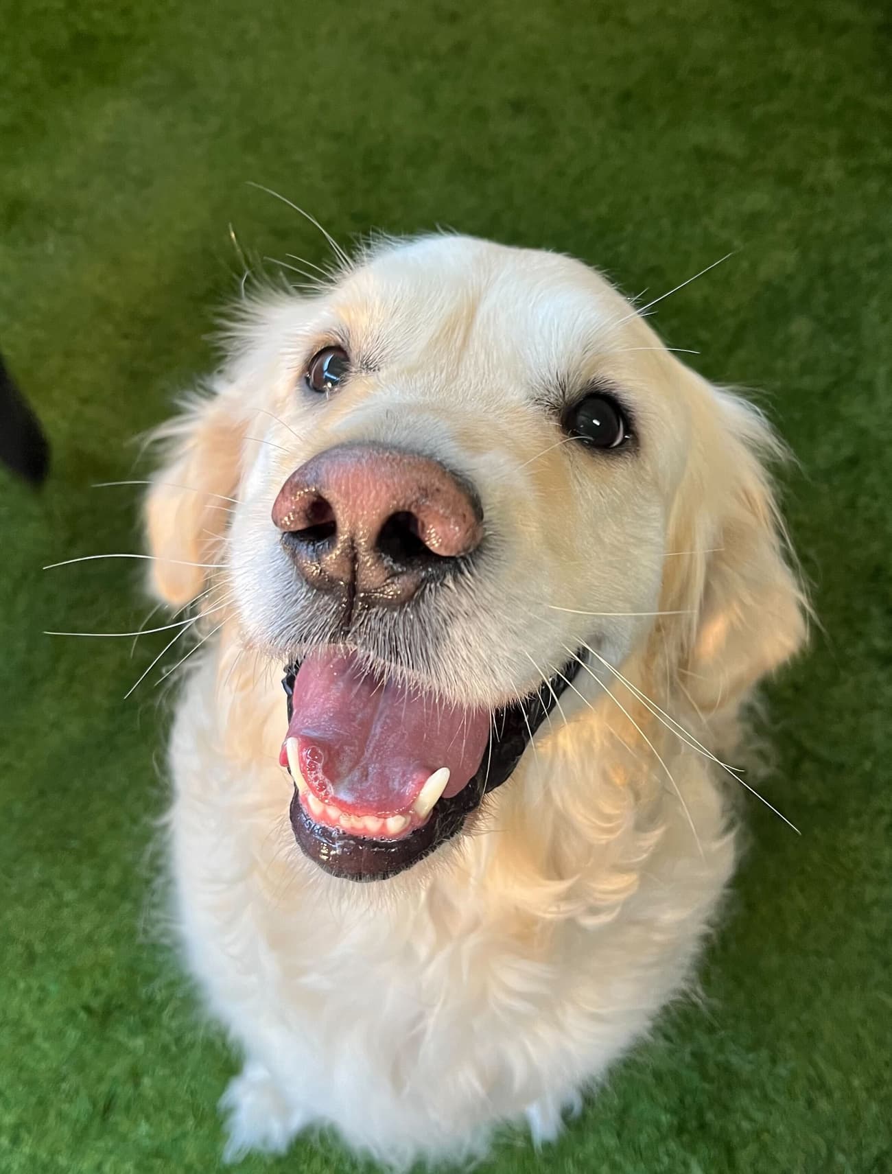 Kip Dog Boarding South East Melbourne | Quality Dog Boarding