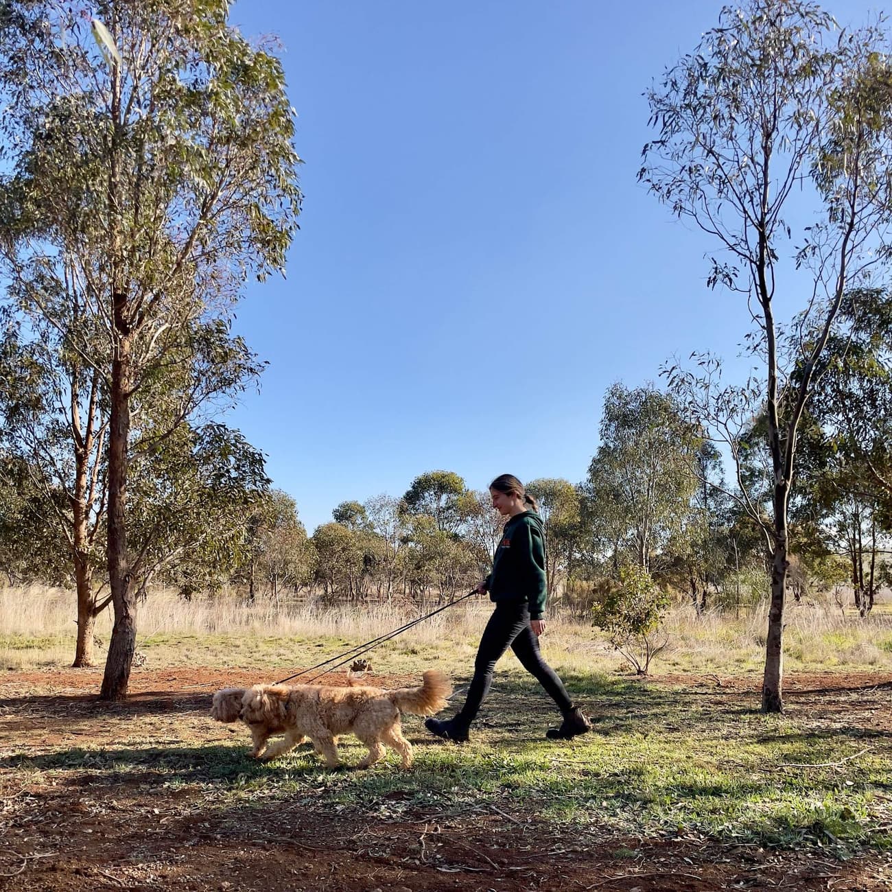 Dog Training | Book Dog & Puppy Behaviour Training Australia