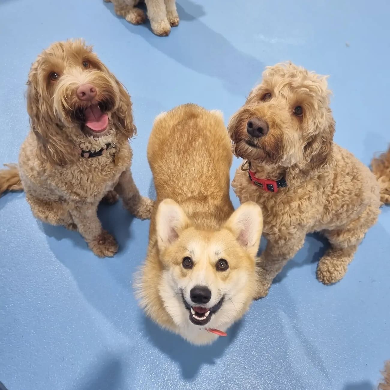 Kip Imparra | Premium Imparra Dog Kennel & Boarding