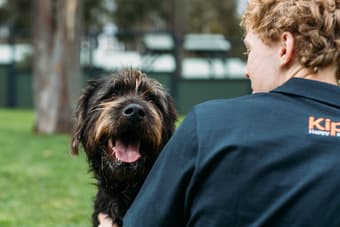Dog Boarding Melbourne | Quality Pet Care & Services | Kip