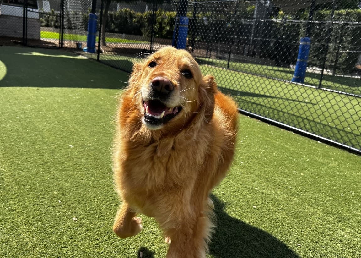 Dog Boarding | Dog Kennels & Sitting | Kip. Happy Stays